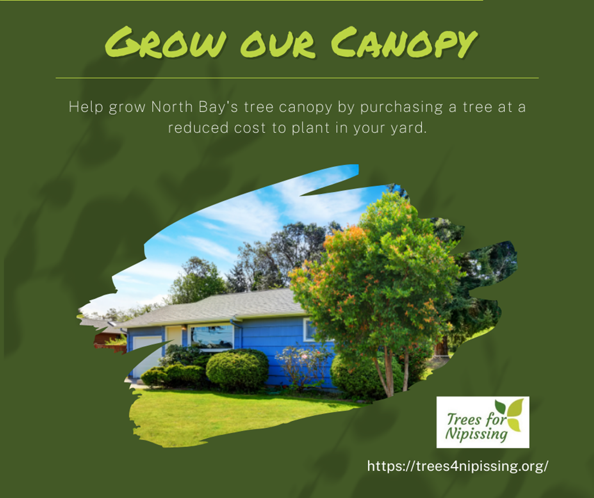 Residents encouraged to help grow North Bay’s tree canopy | City of ...